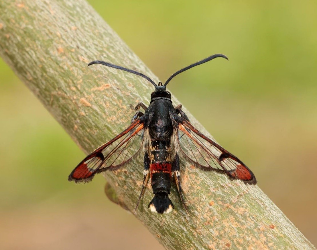 MOTW – The Clearwings – Dumfries & Galloway Moths