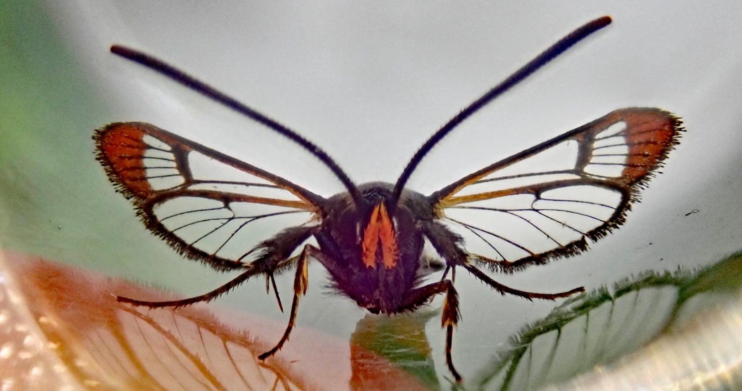 MOTW – The Clearwings – Dumfries & Galloway Moths