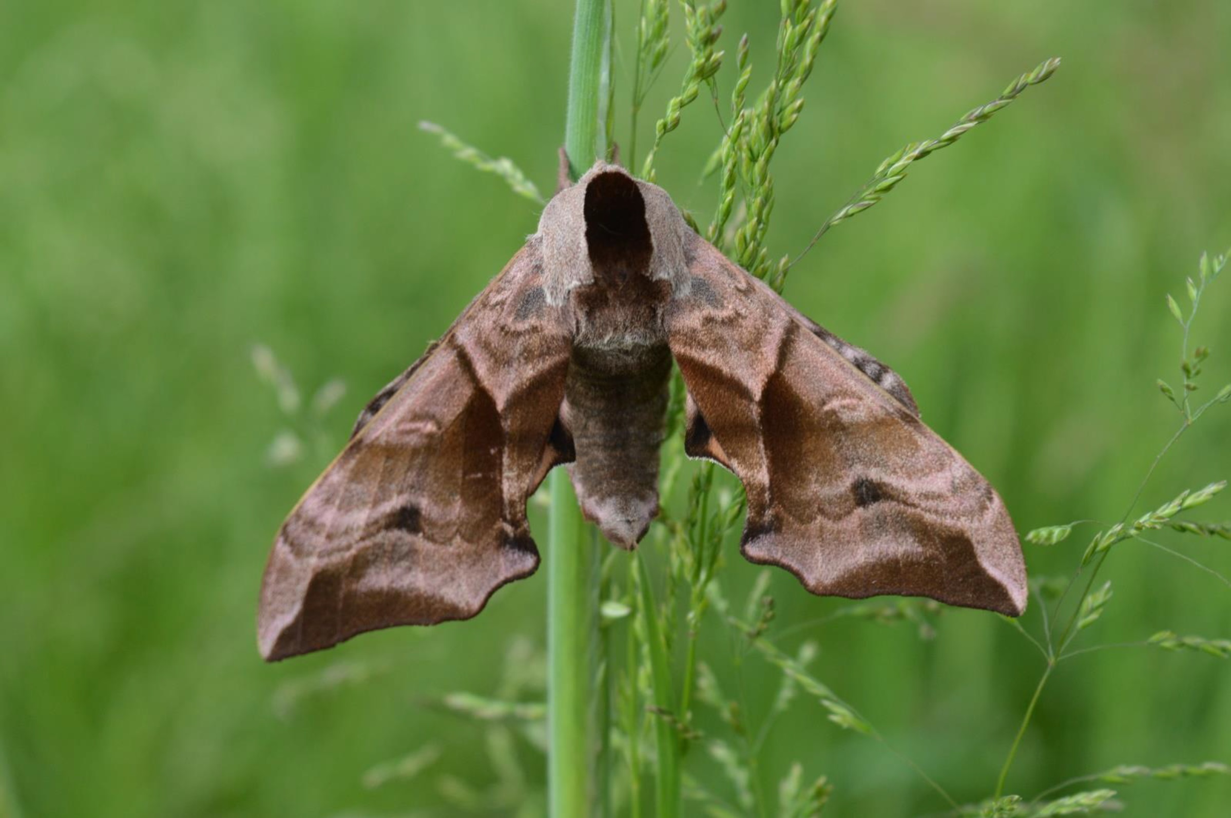 MOTW – The Eyed Hawk-moth – Dumfries & Galloway Moths