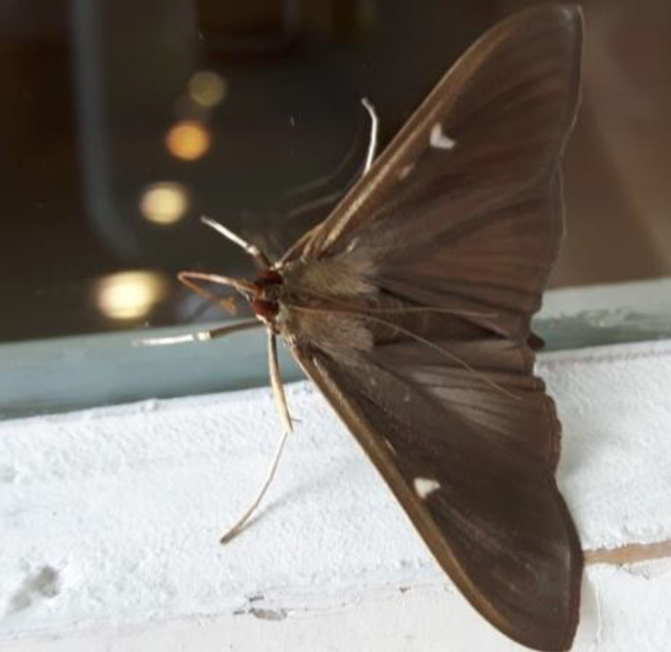 MOTW – Box-tree Moth Cydalima perspectalis – Dumfries & Galloway Moths